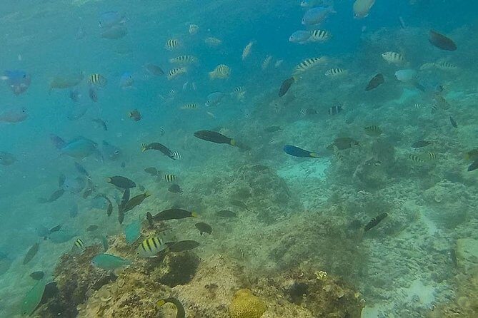 Bohol: Pamilacan Island Dolphin & Whale Watching Tour - Who Would Enjoy This Tour?