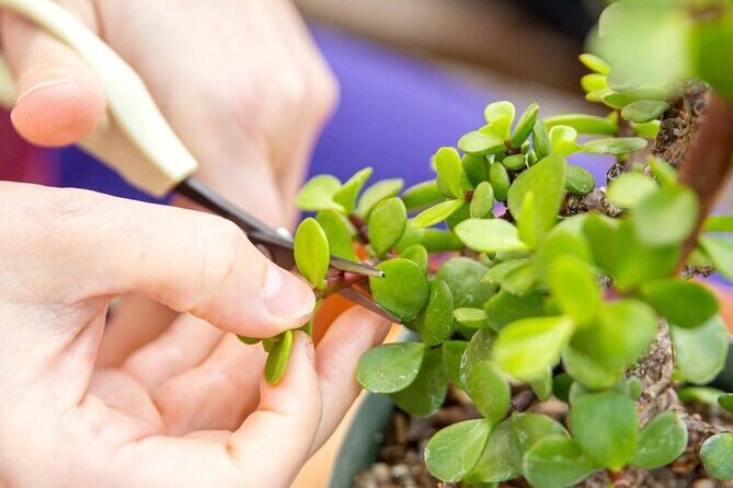 Bonsai Class in San Francisco: Make & Take Home a Bonsai Tree! - The Venue and Atmosphere