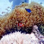 Boracay Helmet Diving - FAQs