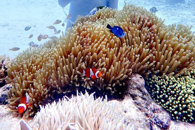 Boracay Helmet Diving - FAQs