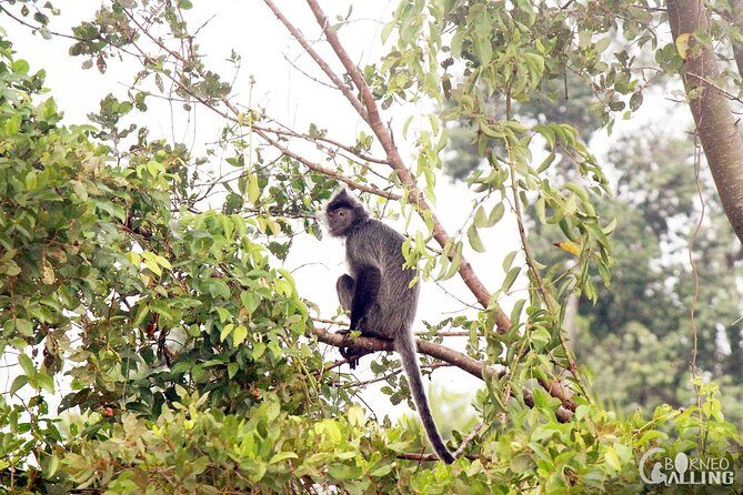 Borneo Kinabatangan River Cruise Day Trip - What It Means for You