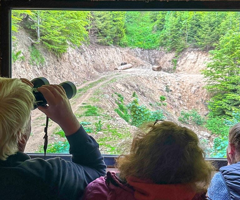 Brasov: Bear Watching in the Wild (From a Hideout) - Why This Tour Is a Great Value