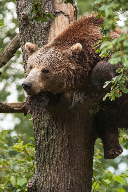 Brasov: Libearty Bear Sanctuary - What the Tour Looks Like: A Typical Day