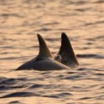 Brijuni Islands: Sunset & Dolphins private boat tour - Who Is This Tour Best For?