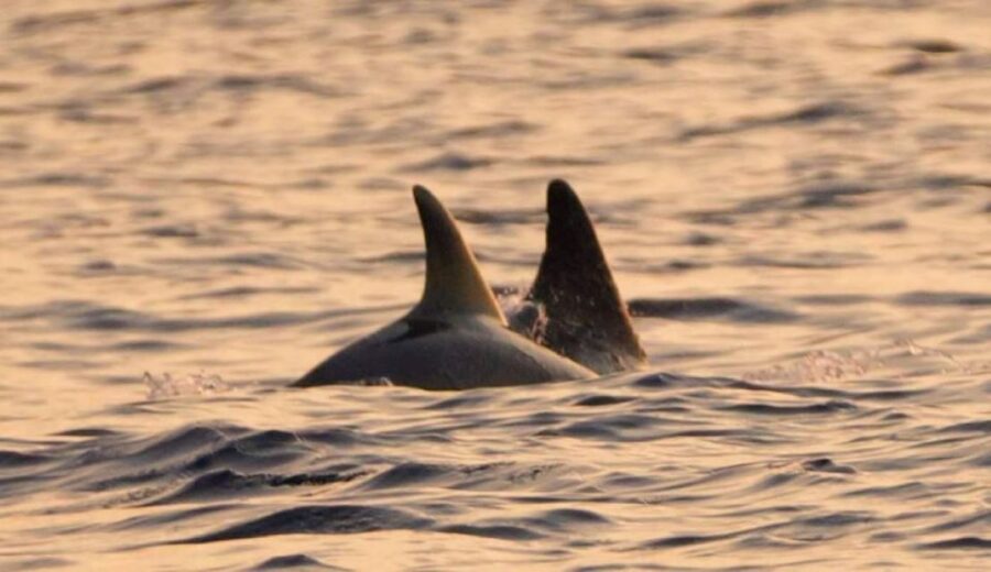 Brijuni Islands: Sunset & Dolphins private boat tour - Who Is This Tour Best For?