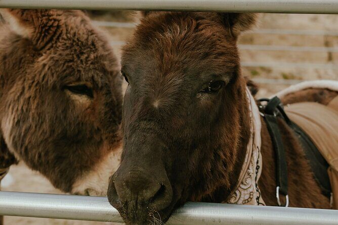 Brunch with Mini Rescue Burros in Southern California - An Overview of the Experience