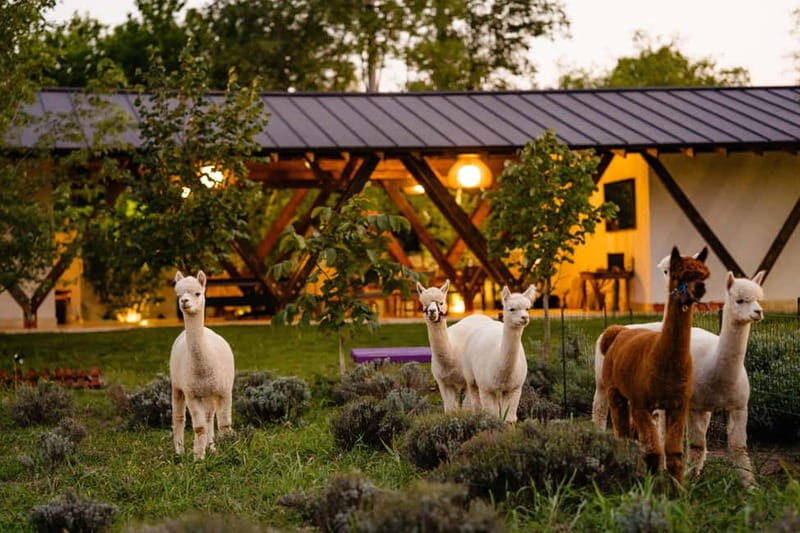 Bucharest: Day Trip at the The Tribe Alpaca Retreat - The Experience in Practice