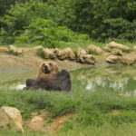 Bucharest: Day Trip to Bear Sanctuary, Bran Castle & Brasov - The Daily Itinerary: A Closer Look