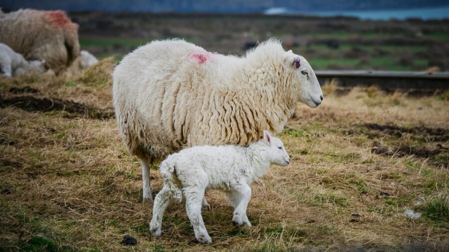 Bucharest: Ranch with Domestic Animals Day Trip - What Sets This Tour Apart