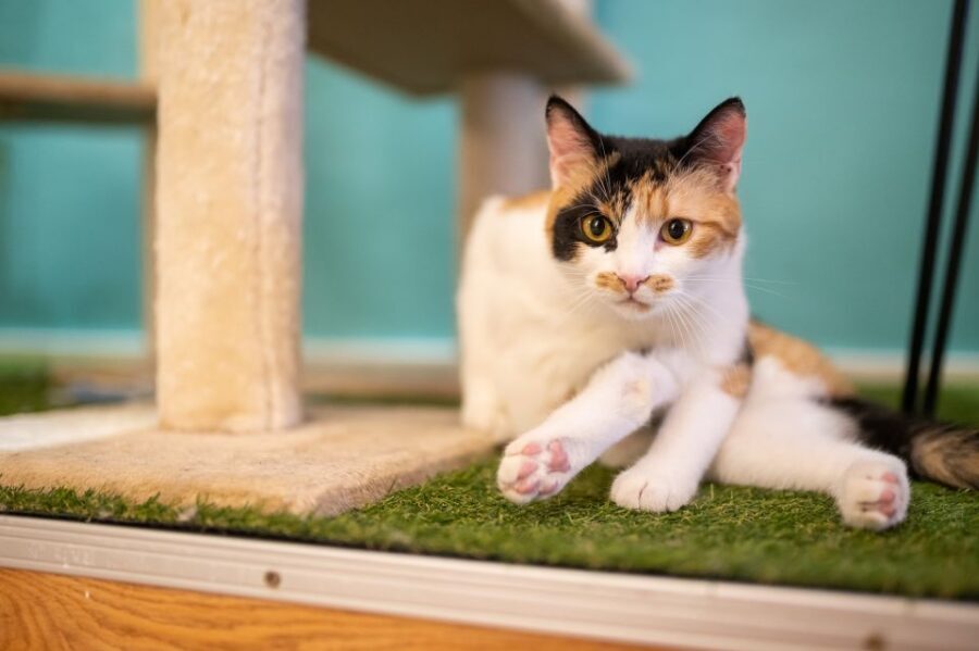 Budapest: Cat Museum Budapest Entry Ticket - The Itinerary: A Step-by-Step Breakdown