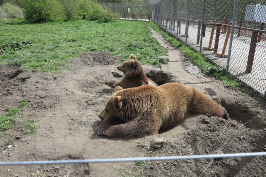 Budapest: Transport & Guided Tour of Bear and Wolf Sanctuary - Analyzing the Value