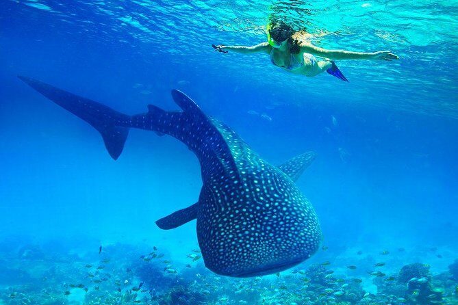 Budgeted: Bohol to Oslob Cebu Whale Shark Experience - Who Will Love This Tour?