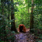 Bukit Lawang Berastagi 4 Days 3 Nights Volcano & Jungle Trekking - Who Should Consider This Tour?