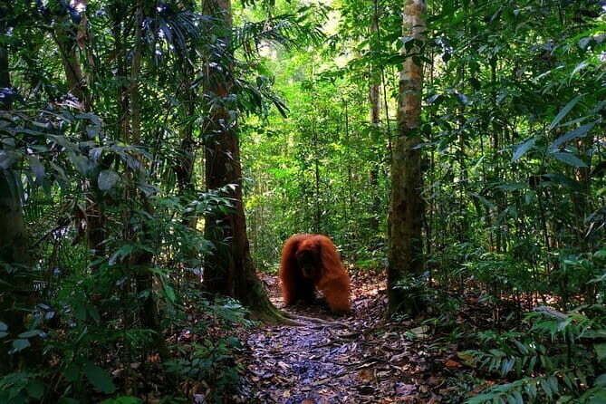 Bukit Lawang Berastagi 4 Days 3 Nights Volcano & Jungle Trekking - Who Should Consider This Tour?