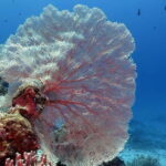 Bunaken Island three-point snorkeling includes lunch and shuttle - The Value of the Tour