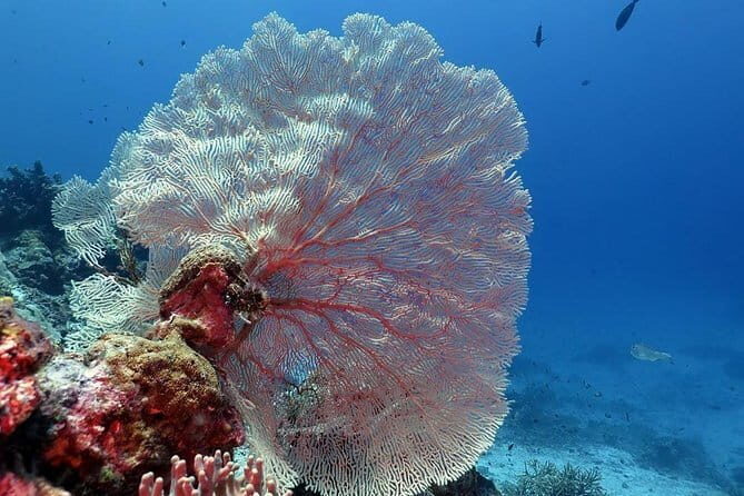 Bunaken Island three-point snorkeling includes lunch and shuttle - The Value of the Tour