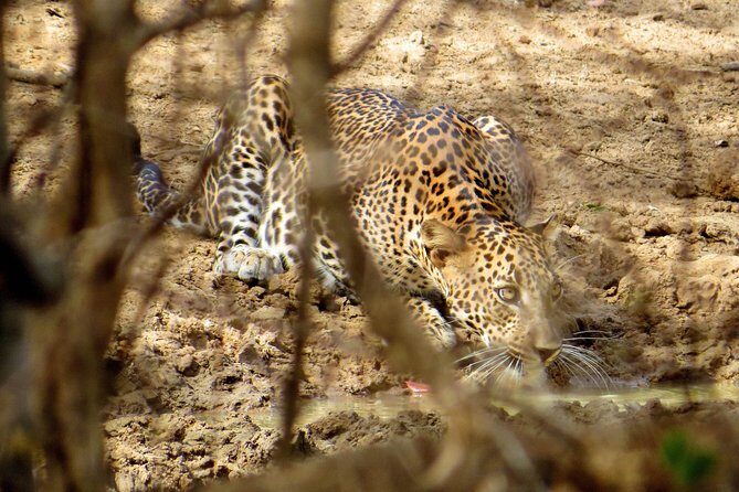 Bundala National Park Safari from Hikkaduwa - What Travelers Say and Our Insights