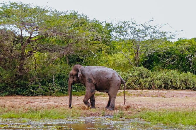 Bundala National Park Safari from Mirissa - Authentic Experiences and Traveler Tips