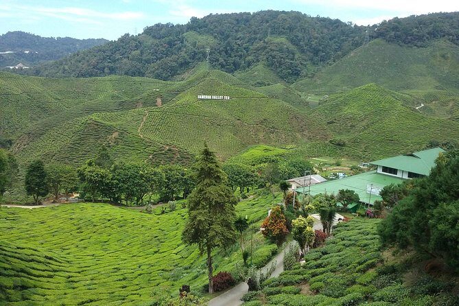Cameron Highlands: Nature's Wonder Amazing Rafflesia Explorer - Final Thoughts