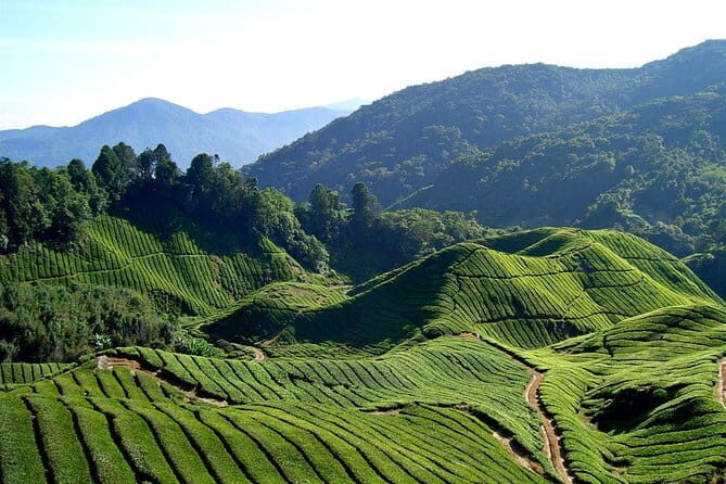 Cameron Highlands Sightseing Tour - The Sum Up