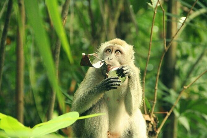 Can Gio Mangrove Biosphere Reserve 1 day - Who Will Love This Tour?
