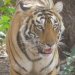 Canter Safari-Ranthambore National Park - The Review Highlights and Common Concerns