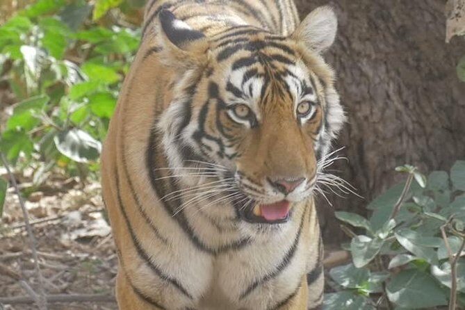 Canter Safari-Ranthambore National Park - The Review Highlights and Common Concerns