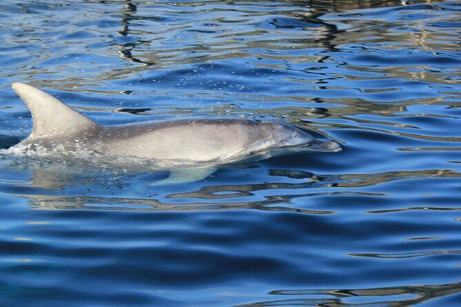 Capo Figari: Dolphin sighting from Olbia - Introducing the Capo Figari Dolphin Sighting Tour