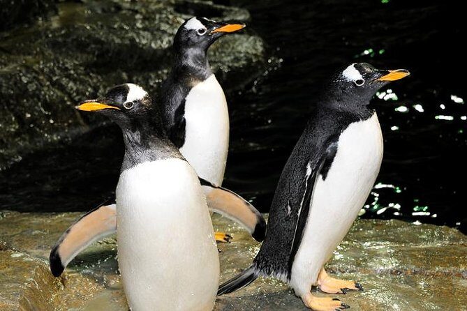 Central Park Zoo Admission Ticket with 4D Theater Access - Final Thoughts: Is It Worth It?
