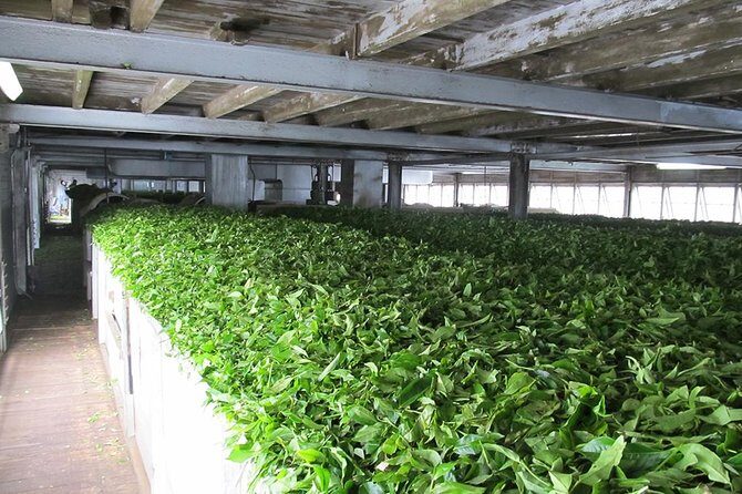Ceylon Tea Experience Start from Colombo Port Passenger Terminal - Who Would Love This Tour?