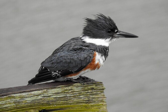 Charleston Bird Watching Tour - The Sum Up