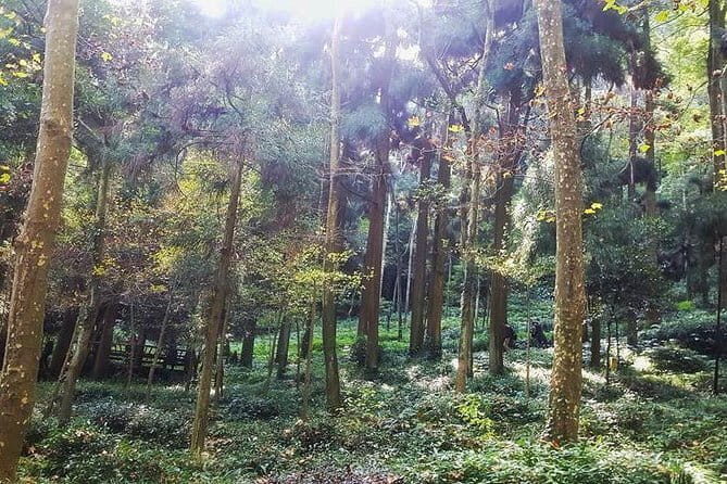 Chengdu Dujiangyan Leshan Buddha Tea Plantation and Sichuan Cooking 3 Days - What Makes This Tour Stand Out?