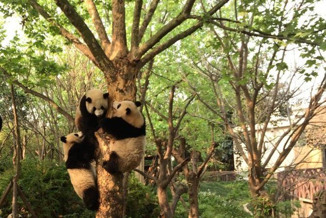 Chengdu Panda Tour with Flexible Afternoon Sightseeing - The Delicious Local Lunch