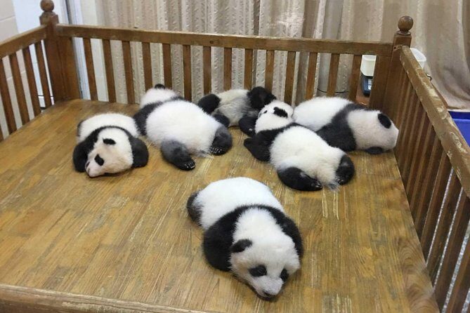 Chengdu Private Day Tour: Giant Panda Base and Qingcheng Mountain - Authentic Traveler Feedback and What It Means