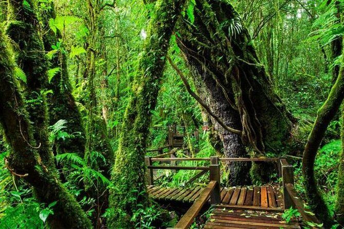CHIANG MAI: Join Tour One Day Doi Inthanon-Waterfall with Lunch - What the Reviews Say: Honest Feedback