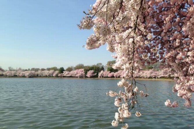 Chicago to Washington D.C. Cherry Blossom 3-Day Tour - Authenticity and Traveler Experience
