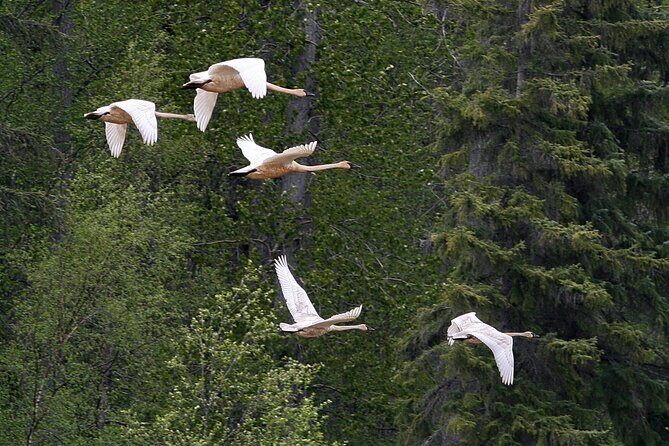 Chilkat River Jet-Boat Adventure in Haines - FAQ