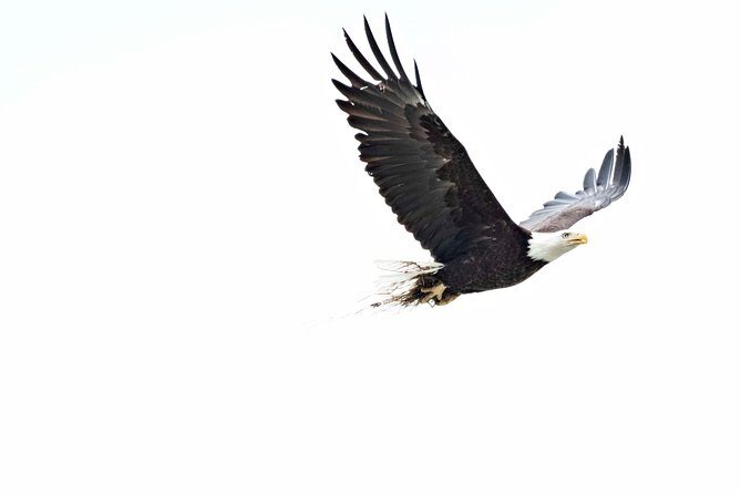 Chilkoot Wilderness and Wildlife Viewing - 6.5 hrs from Skagway - The Scenic Stops and Lunch Breaks