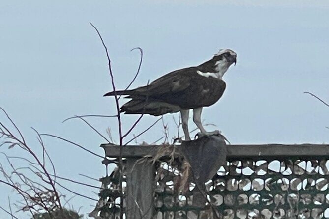 Chincoteague and Assateague Birdwatching Boat Tour - Detailed Review of the Birdwatching Boat Tour