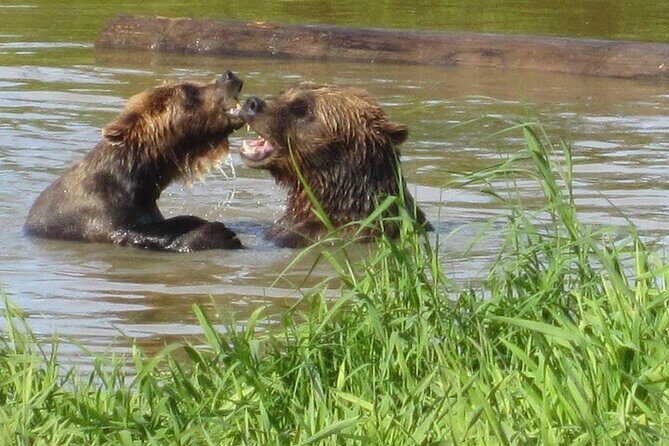 City and Wildlife Conservation Center Tour in Anchorage, Alaska - Who Should Consider This Tour?