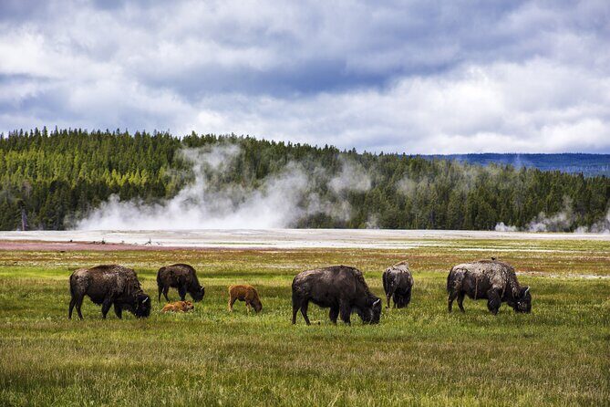Classic Yellowstone National Park Lower Loop Picnic Lunch Tour - The Value of the Experience