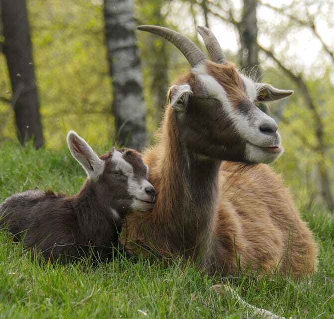 Climb the mountains together with goats - The Itinerary Breakdown