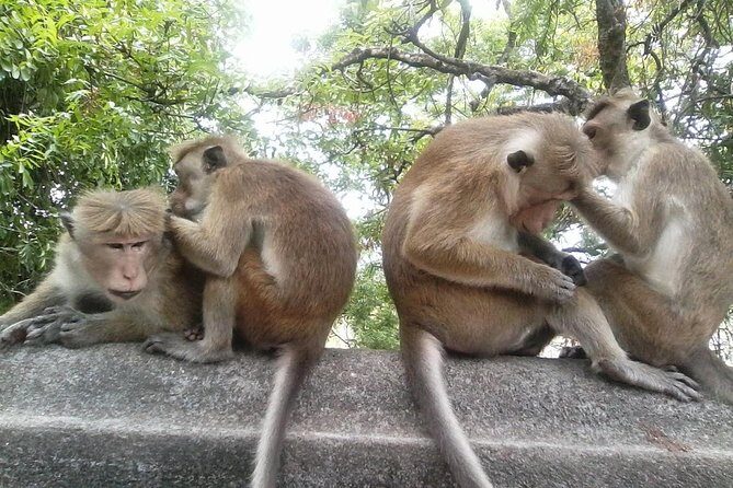 Colombo to Dambulla Sigiriya 02 Days Tour with Safari - Is This Tour Right for You?