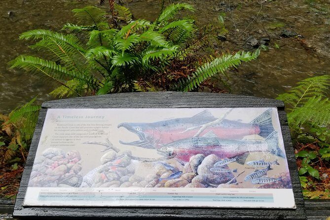 Combo Tour: Muir Woods, Sausalito and Sonoma Wine Country Tour - The Value in This Experience