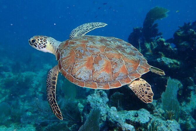 Coral Reef Half Day Snorkel Trip - The Sum Up: Why Choose the Coral Reef Half Day Snorkel Trip?
