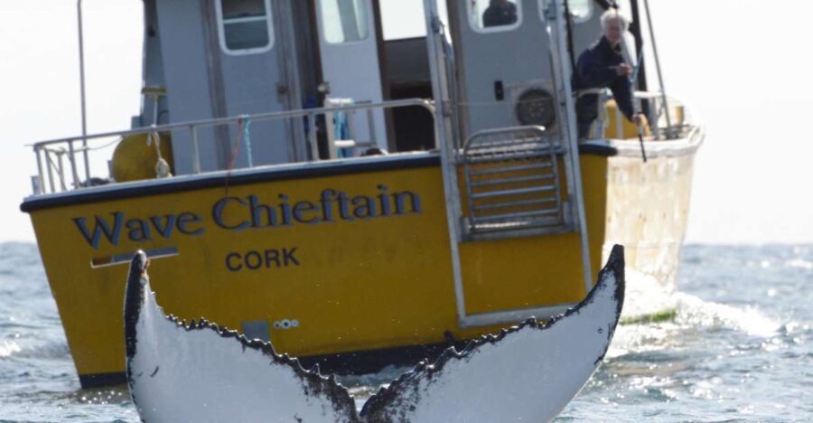 County Cork: Whale & Dolphin Watching Boat Trip - What Real Travelers Say