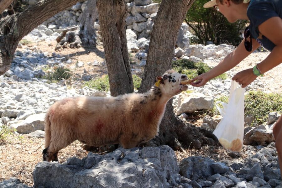 Cres: Olive Oil Walking Tour with Tastings - Analyzing the Value
