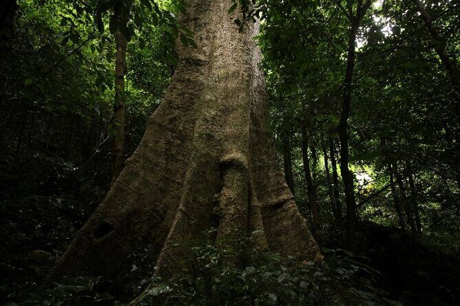 Cuc Phuong National Park Trekking: Private Day Tour From Hanoi - Is It Worth It? Analyzing Value & Considerations