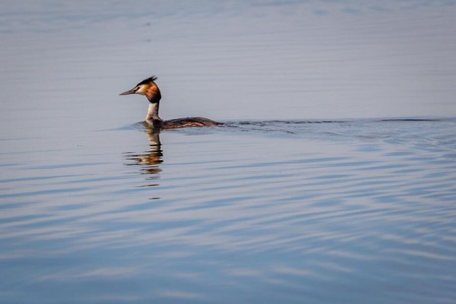 Danube Delta - 2-Day Tour from Bucharest - Why the Tour Delivers Value