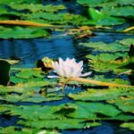 Danube Delta: Boat Tour Through the Water Lily Reserve - FAQs